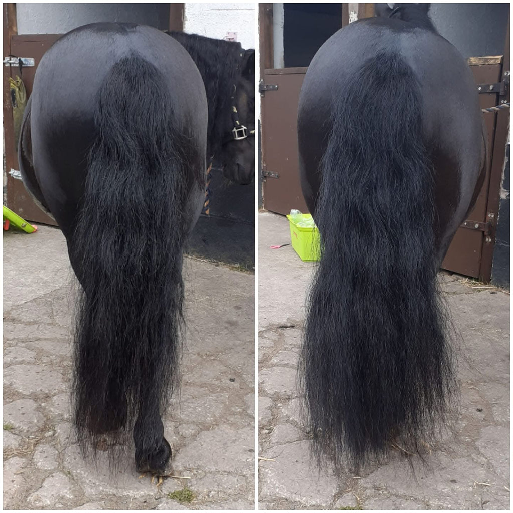 FALSE TAIL | Showponyprep.com