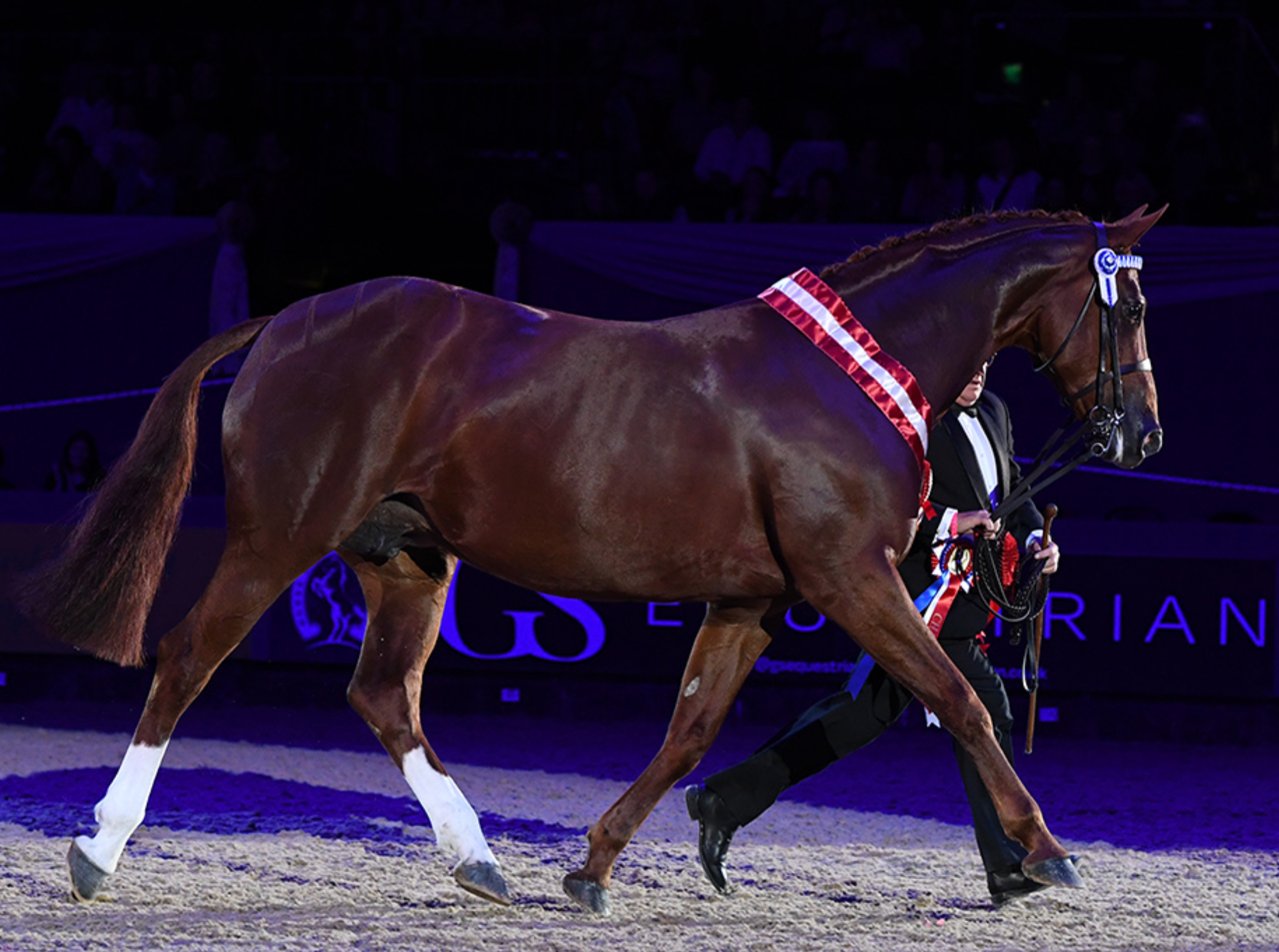 Mare and Foal sets – Showponyprep.com